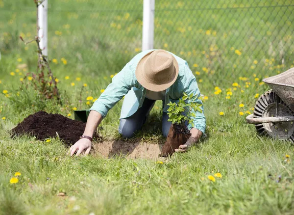 Man planting a tree - Stock Image - Everypixel