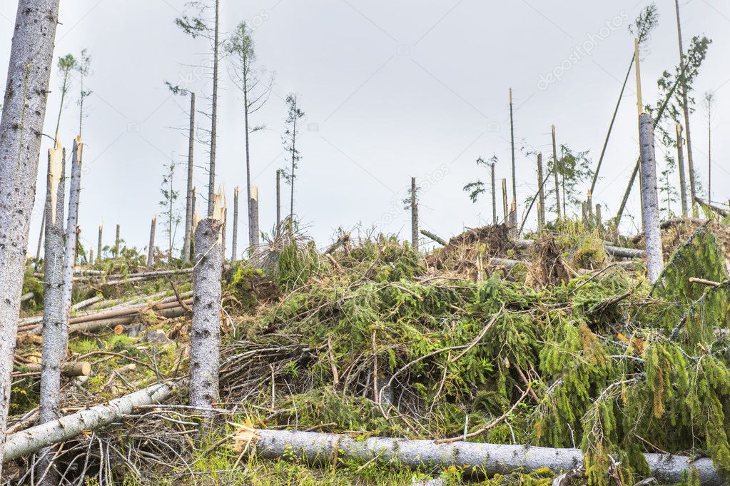 Destroyed forest Stock Photo by ©halfpoint 49713571