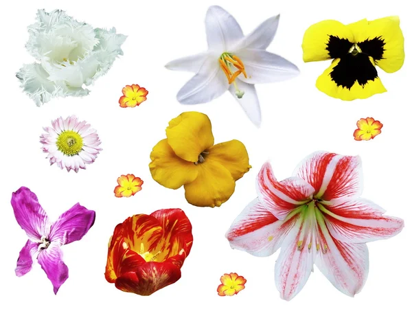 Flower mix Stock Photos, Royalty Free Flower mix Images | Depositphotos