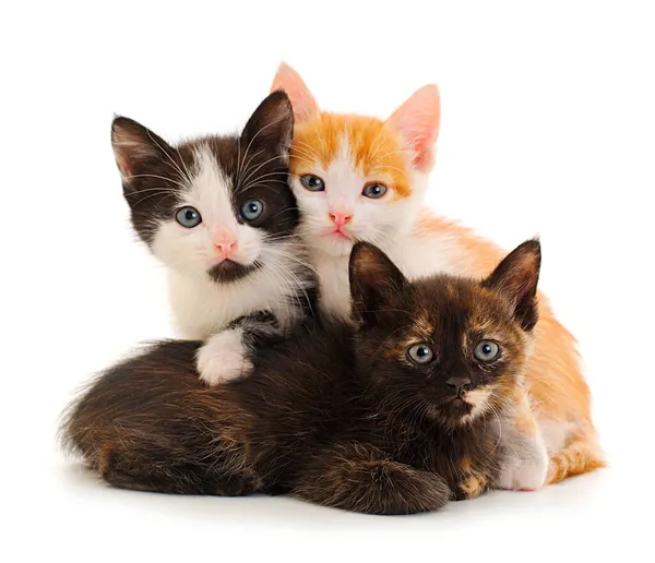 Three Baby Kittens Front Isolated White Background — Stock Photo ...