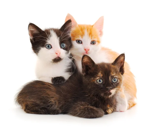 Three Baby Kittens Front Isolated White Background — Stock Photo ...