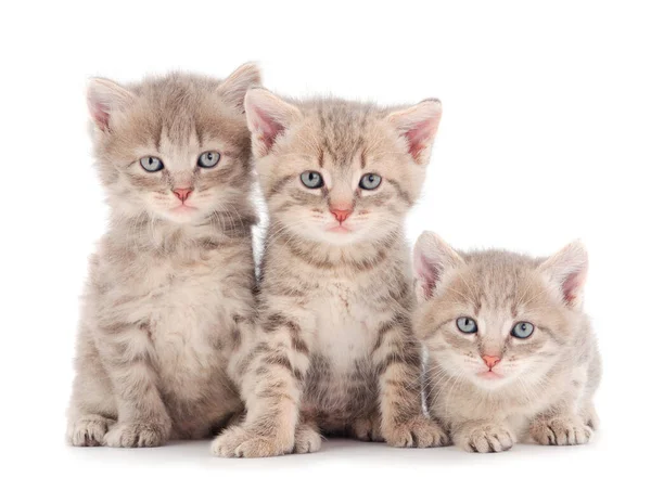 Three Baby Kittens Front Isolated White Background — Stock Photo ...