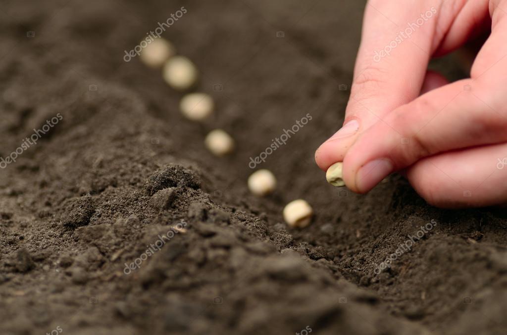 Seeding | atelier-yuwa.ciao.jp