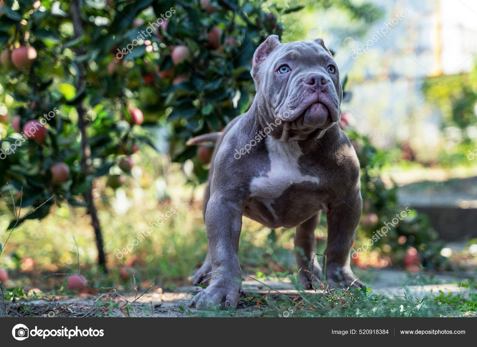 Blue And White American Bully