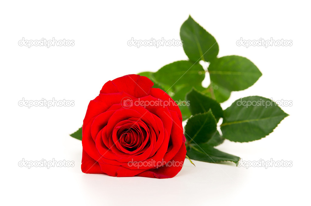 Close-up beautiful red rose — Stock Photo © iliyha12 #27801963