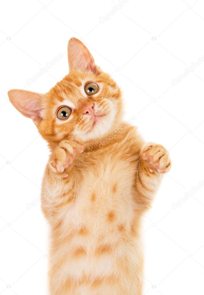 Cheerful redhead kitten — Stock Photo © iliyha12 #38256947