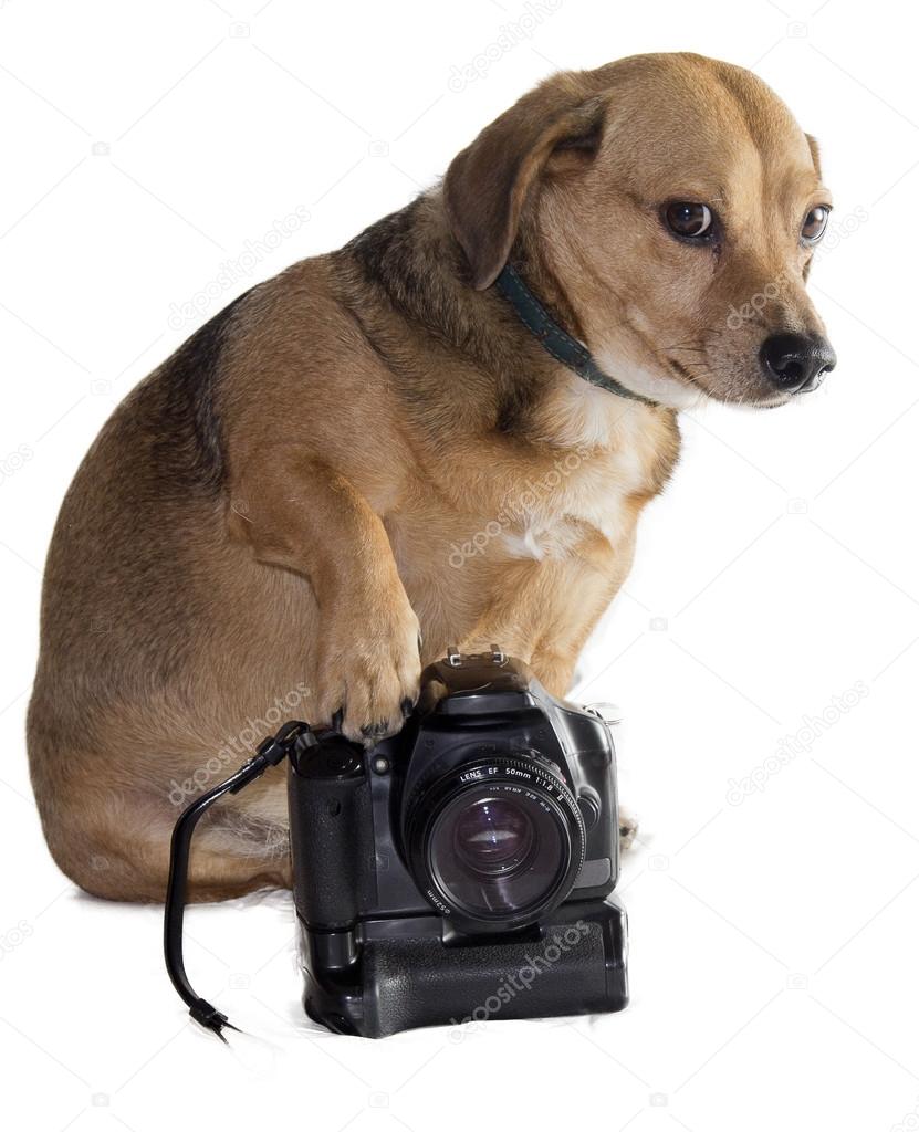 Dog and camera — Stock Photo © biancalana #15347051