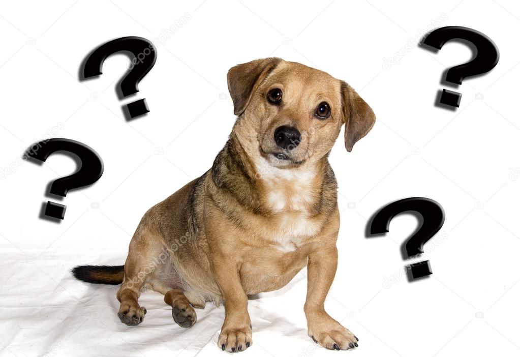 Dog puzzled Stock Photo by ©biancalana 15785923