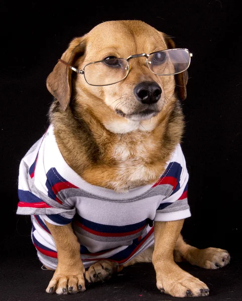 Perro nerd fotos de stock, imágenes de Perro nerd sin royalties ...