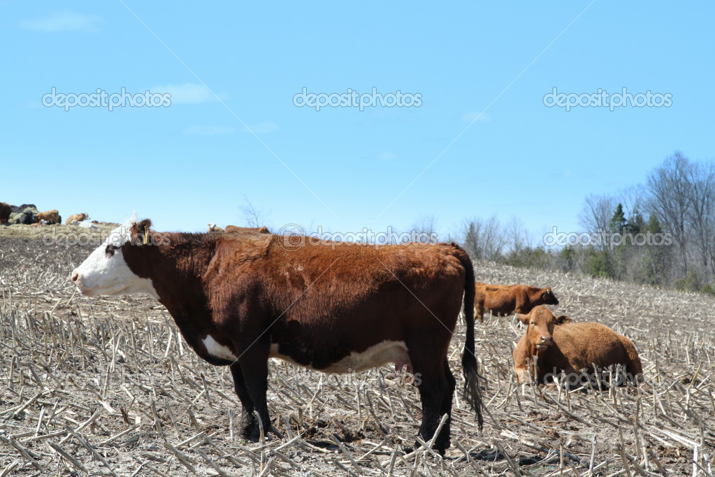 Cows in field in spring Stock Photo by ©Nadine123 45974431