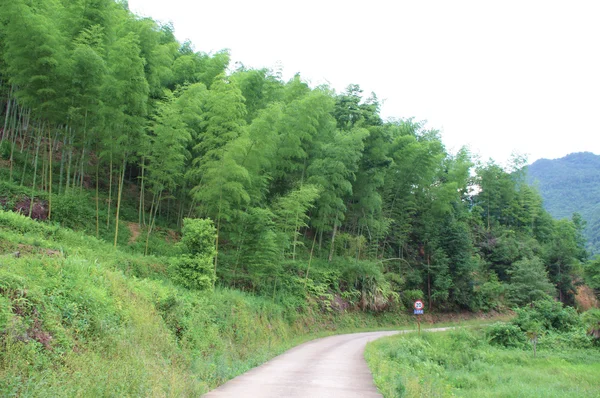 Paisagem com bambu Stock Photos, Royalty Free Paisagem com bambu Images ...