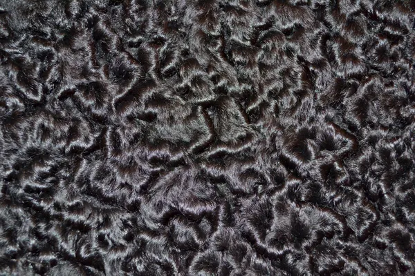 1,645 Karakul Stock Photos, Images | Download Karakul Pictures on ...