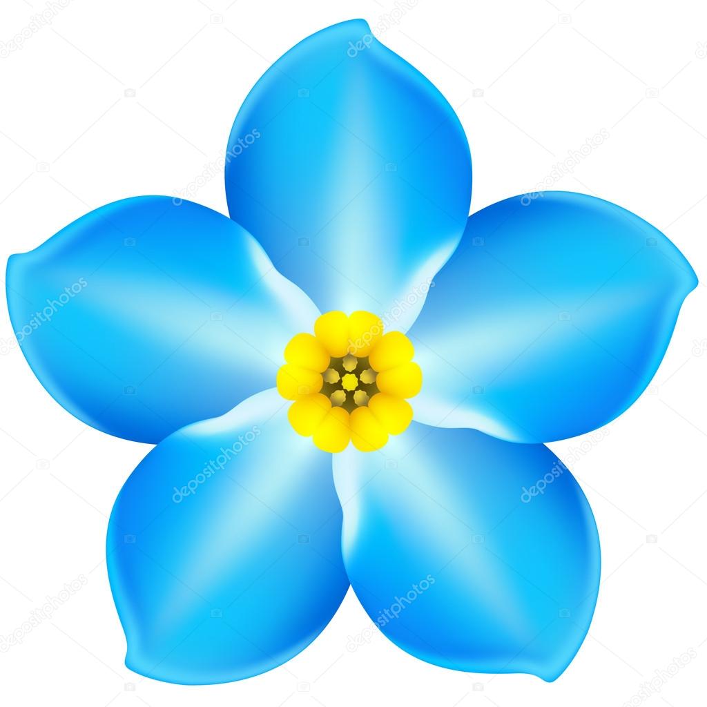 Forget Me Not Flower Dementia | Best Flower Site