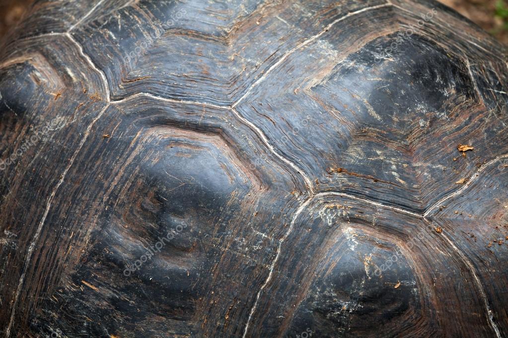 Giant Tortoise Shell