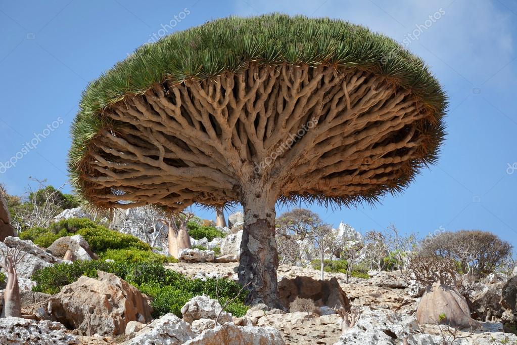 Smocze drzewo na pustyni — Zdjęcie stockowe © sunsinger #17652859