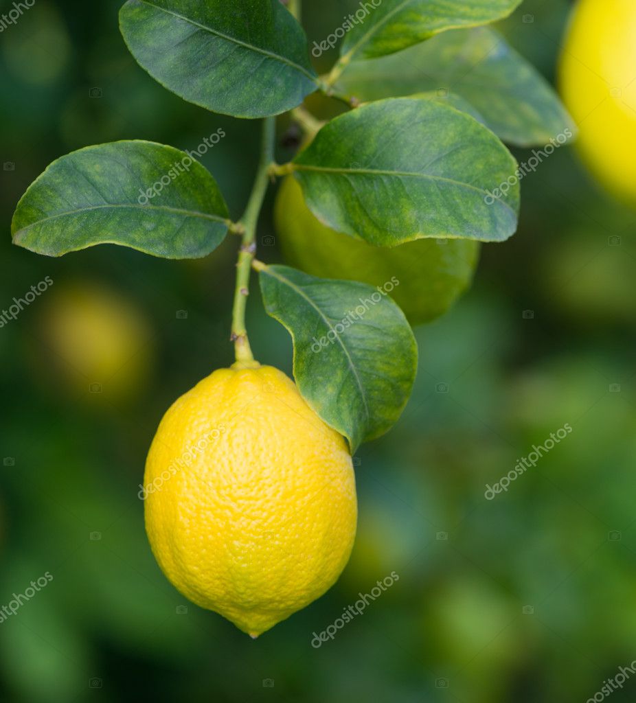 Lemon on a branch Stock Photo by ©Denira 40318905