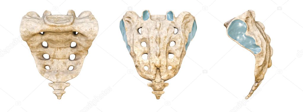 Cara posterior, anterior y lateral del sacro y el c ccix humanos ...