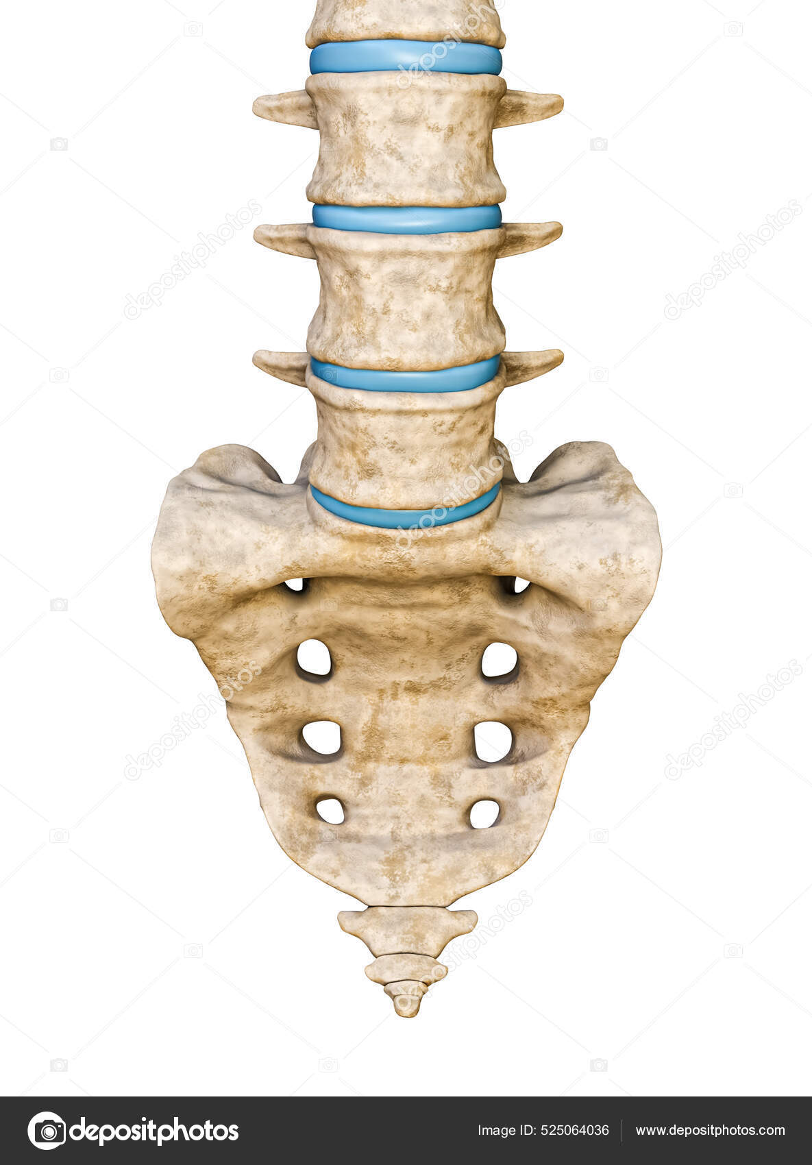 Beyaz Arka Planda Izole Edilmiş Insan Sakrum Bel Omurlarının Veya ...