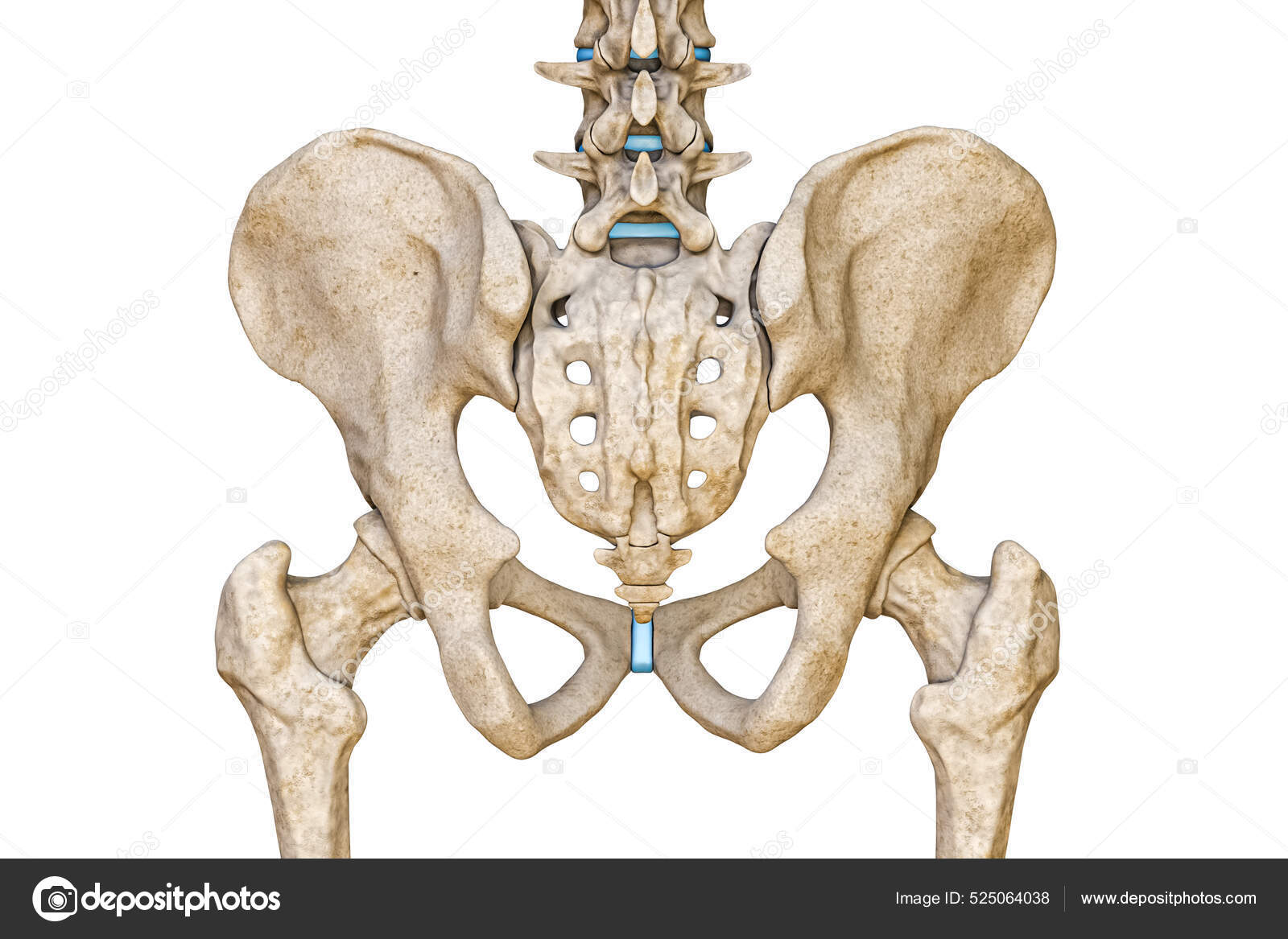 Cintura Pelvica Vista Posterior Anatomy Of The Pelvic Girdle: Video,
