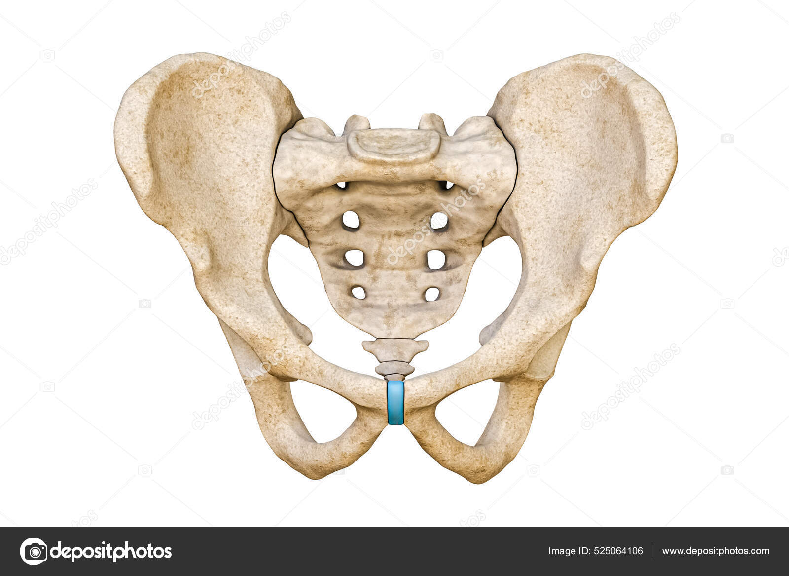 Vista Anterior Frontal Pelvis Masculina Humana Los Huesos Del Sacro ...