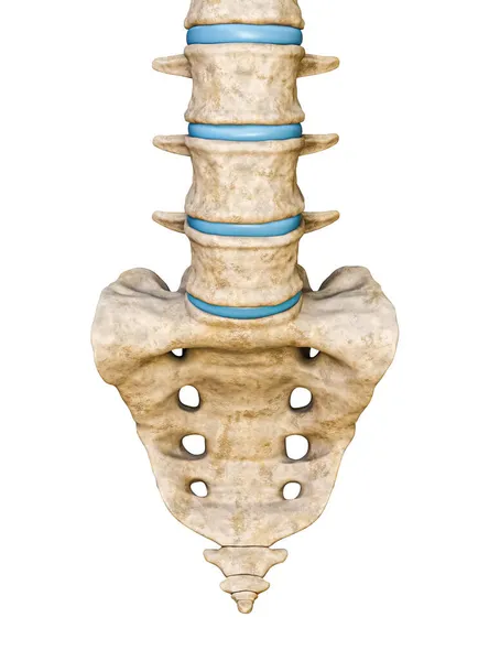 Lumbar Spine Posterior View