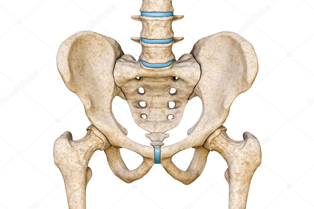 Vista anterior o frontal de la pelvis masculina humana, el sacro, la ...