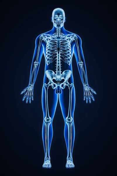 X Ray Whole Body
