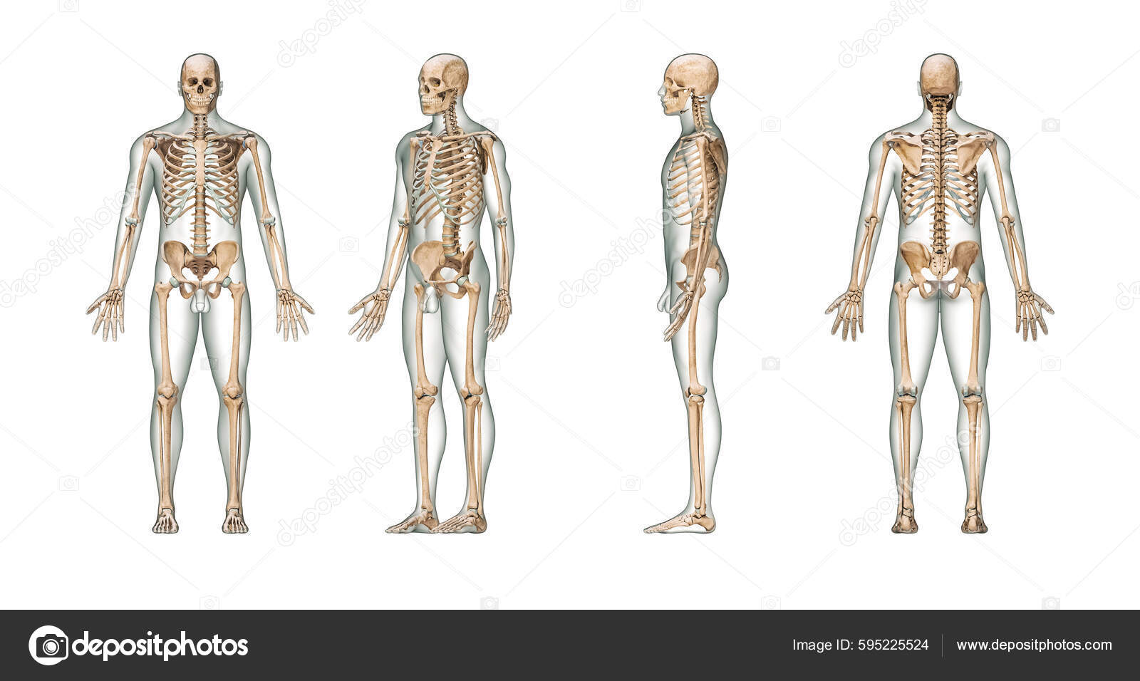 Male Human Skeleton Back