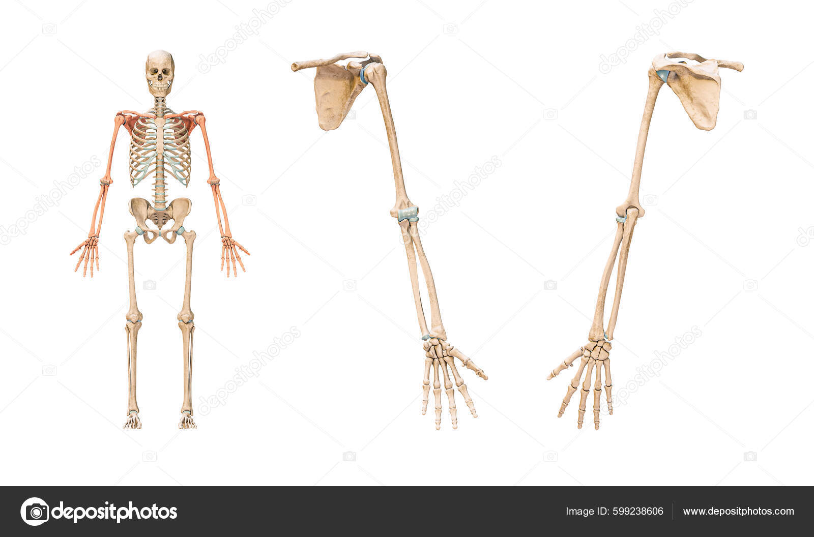 Accurate Bones Arm Upper Limb Human Skeletal System Skeleton Isolated ...