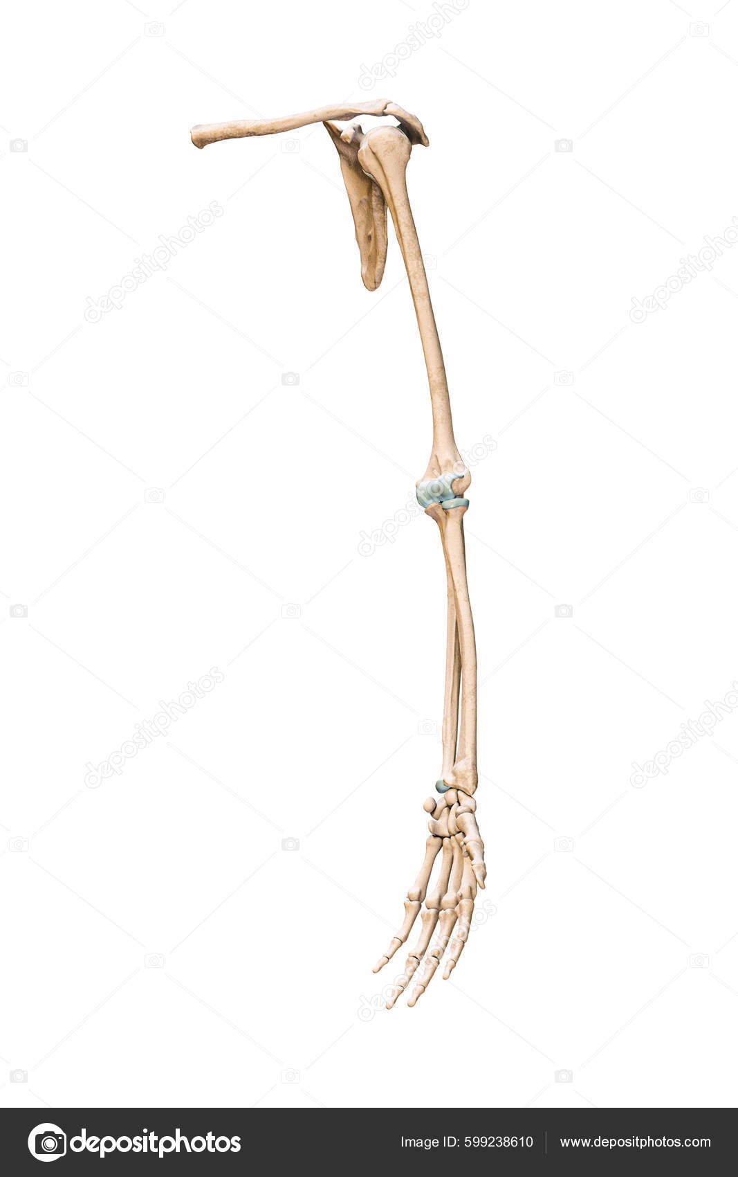 Upper Limb Bones