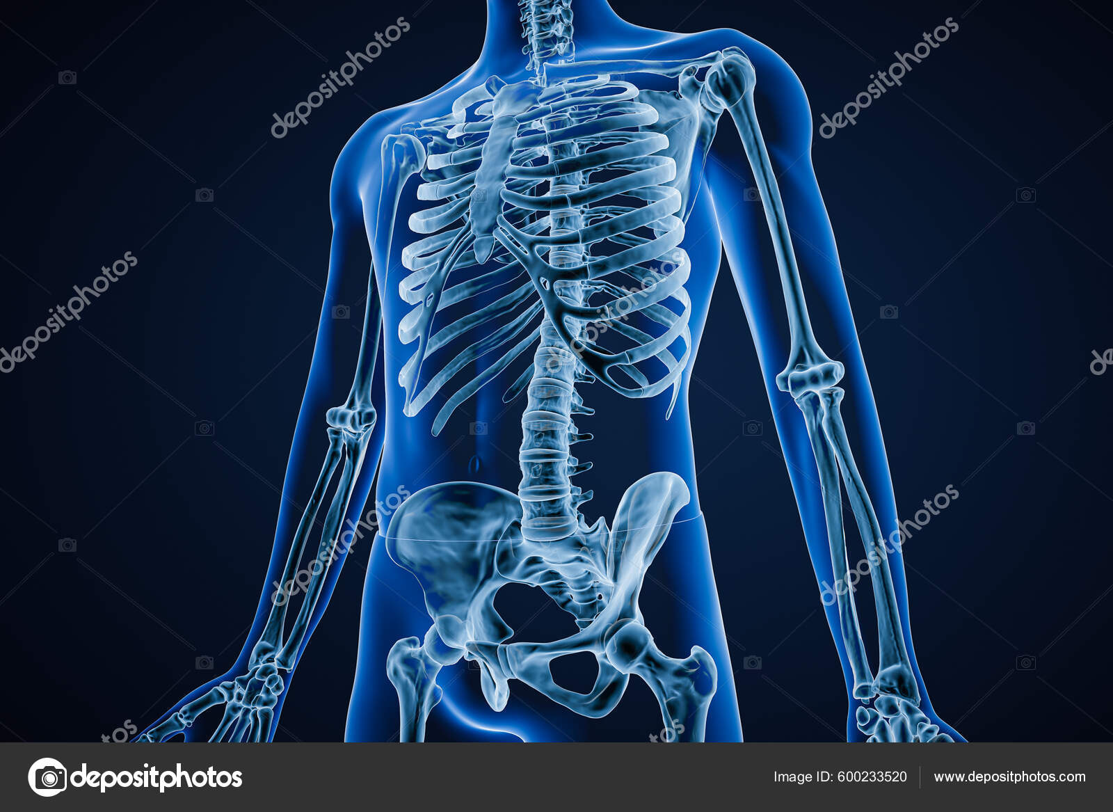 Xray Skeleton Bone X-ray