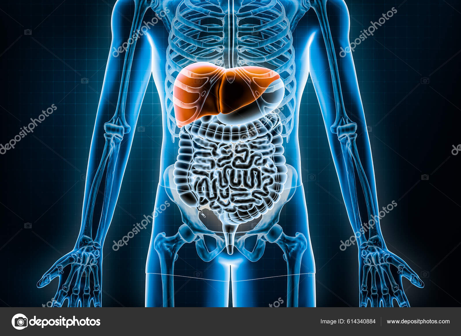 Ilustración Representación Del Hígado Vista Anterior Frontal Del ...