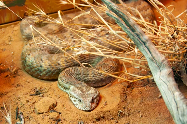 Diamondback rattle snake Stock Photos, Royalty Free Diamondback rattle ...