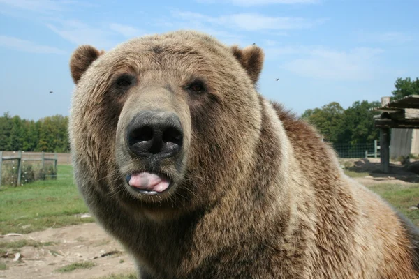 Fotos de Urso peludo, Imagens de Urso peludo sem royalties | Depositphotos