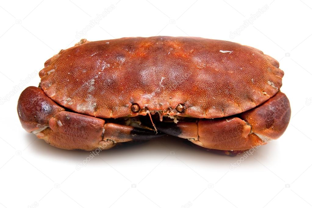 Edible brown crab isolated on a white studio background. Stock Photo by ...