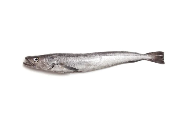 European Hake fish-Merluccius ⬇ Stock Photo, Image by © west1 #16881301