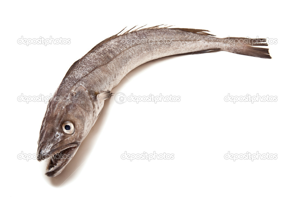 European Hake fish-Merluccius — Stock Photo © west1 #16881525