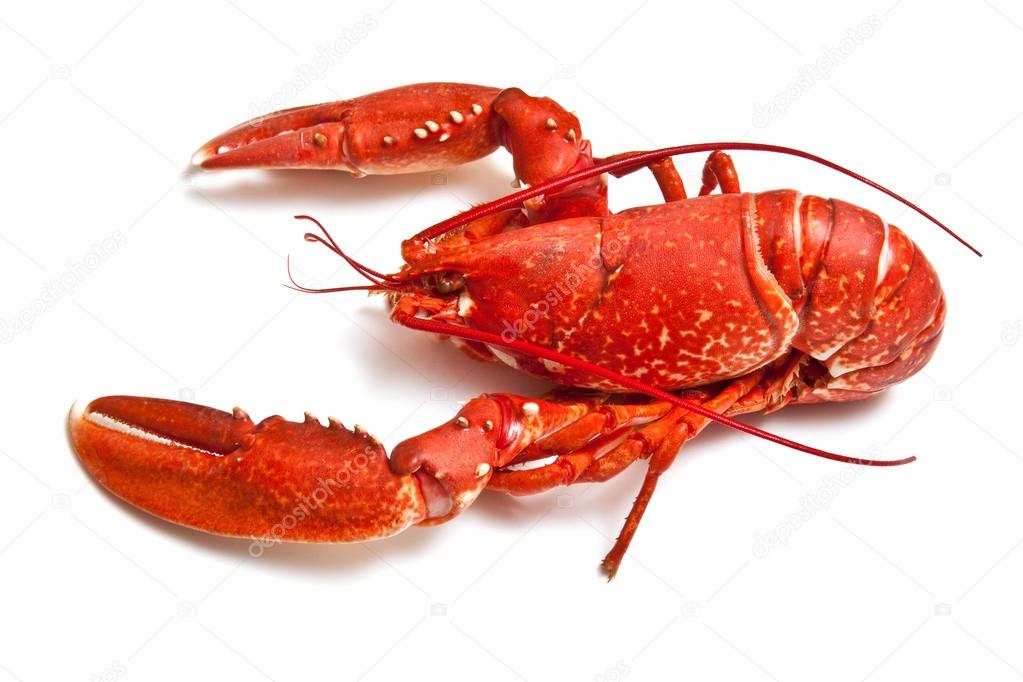 Cooked European common lobster Stock Photo by ©west1 16882281