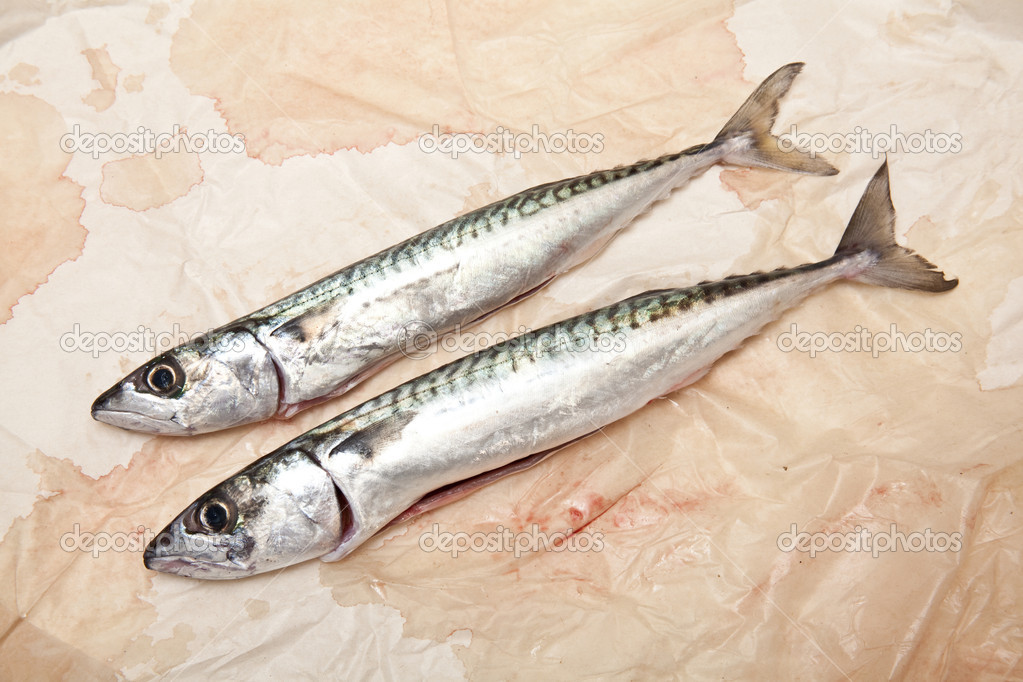 Mackerel fish Stock Photo by ©west1 16905049
