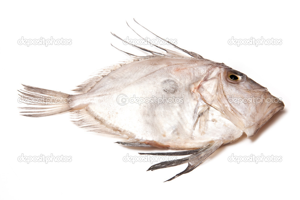 Whole John Dory sea fish — Stock Photo © west1 #16948559