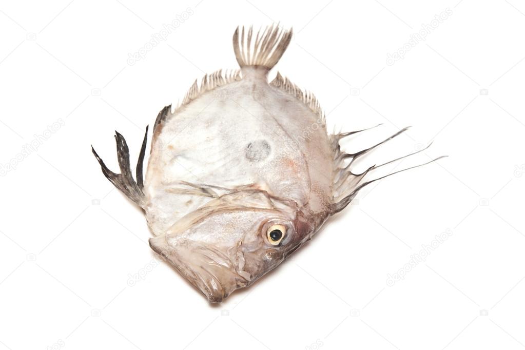 Whole John Dory sea fish Stock Photo by ©west1 16956327