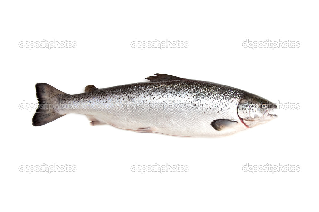 Scottish Atlantic Salmon (Salmo solar) whole Stock Photo by ©west1 18311587