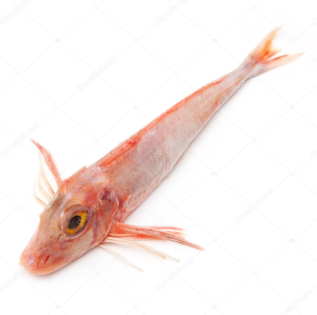 Gurnard fish Stock Photo by ©west1 44507753