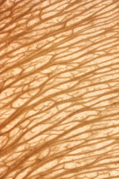 Human epidermis diagram human skin diagram human skin photo Stock ...