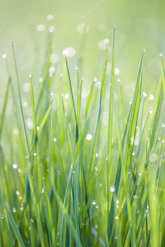 Dew in the grass — Stock Photo © Altocumulus #24563137
