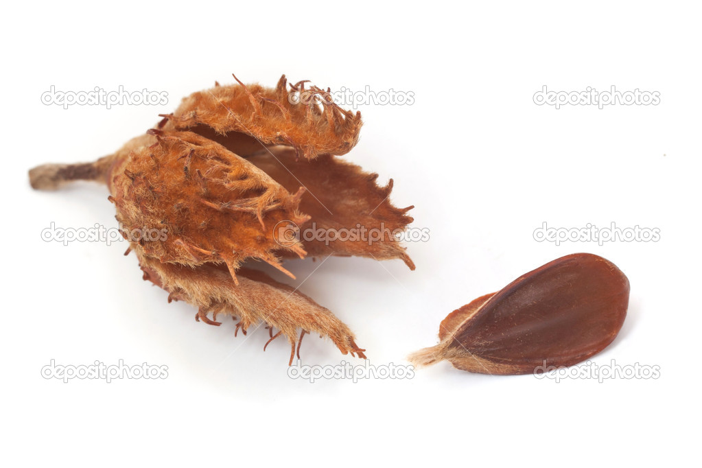 Beechnuts — Stock Photo © Altocumulus #35000211