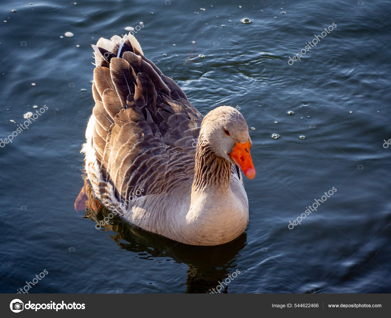 Goose swimming in a pond in springtime Stock Photo by ©iceblue 544622466