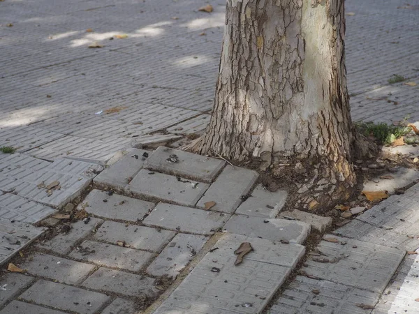 Tree sidewalk Stock Photos, Royalty Free Tree sidewalk Images ...