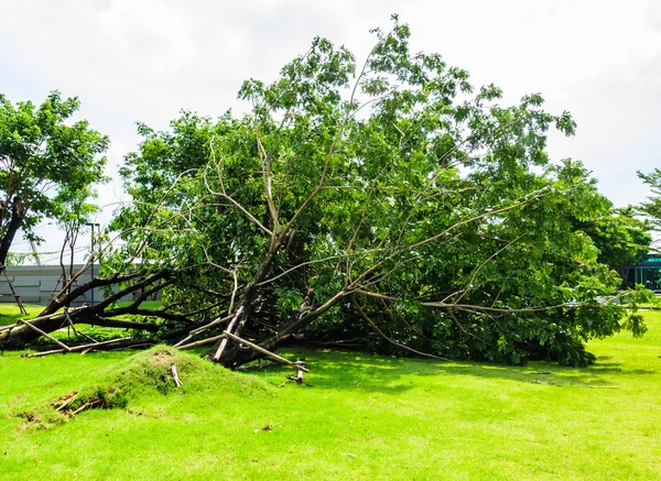 Old bent tree Stock Photos, Royalty Free Old bent tree Images ...