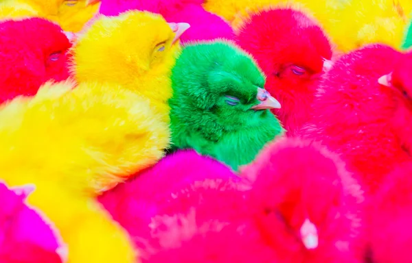 Pollitos de color fotos de stock, imágenes de Pollitos de color sin ...